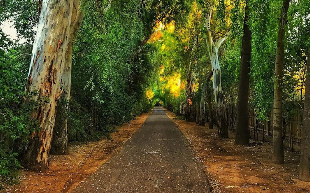 More Than an HOA: Protecting & Enhancing North Central Phoenix